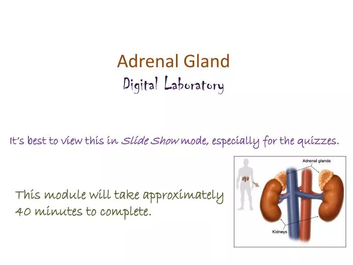 PPT - Adrenal Gland Digital Laboratory PowerPoint Presentation, free ...