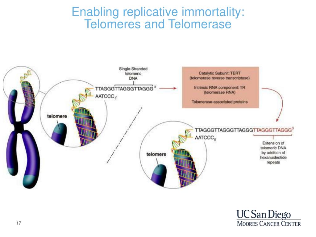 PPT - The Biology of Cancer PowerPoint Presentation, free download - ID ...