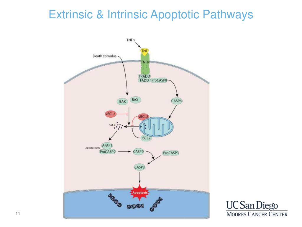 PPT - The Biology of Cancer PowerPoint Presentation, free download - ID ...