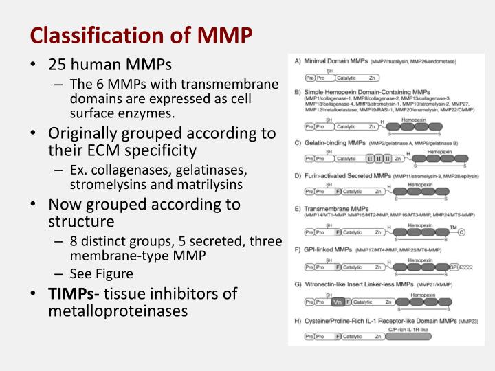 PPT - Matrix Metalloproteinases MMPs PowerPoint Presentation - ID:1855166
