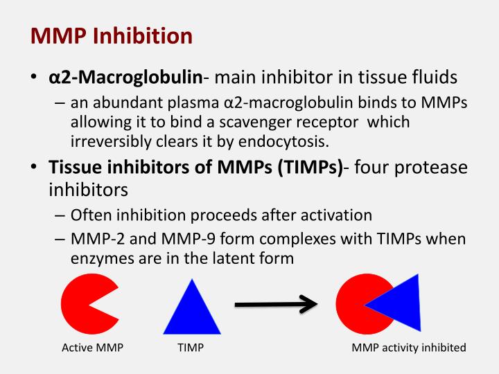 PPT - Matrix Metalloproteinases MMPs PowerPoint Presentation - ID:1855166