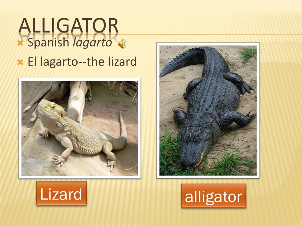 PPT - Loanwords – Spanish Nature PowerPoint Presentation, free download ...