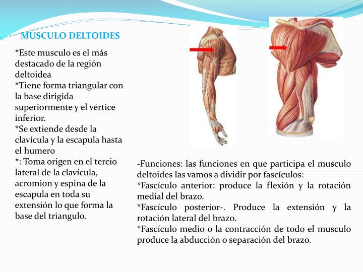 PPT - MUSCULOS DEL MIEMBRO SUPERIOR PowerPoint Presentation - ID:1857079