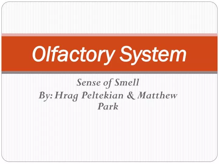 PPT - Olfactory System PowerPoint Presentation, free download - ID:1857758