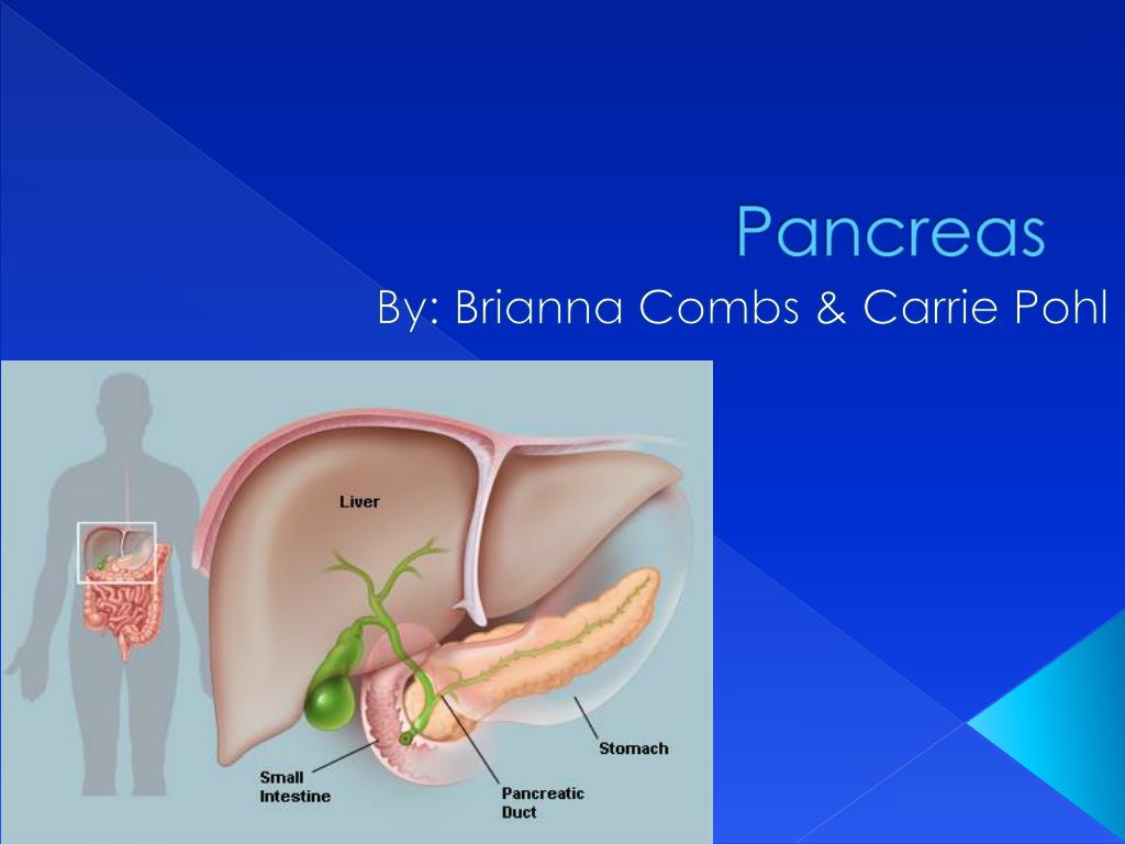 Ppt Pancreas Powerpoint Presentation Free Download Id 1857832