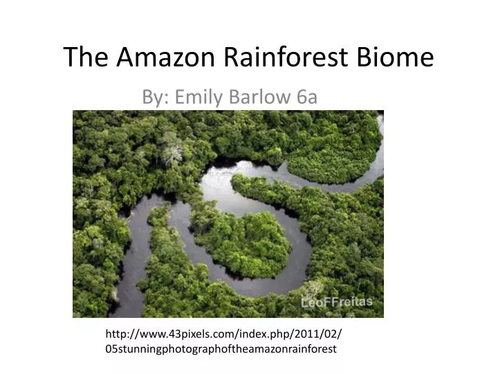 PPT - The Amazon Rainforest Biome PowerPoint Presentation, free ...