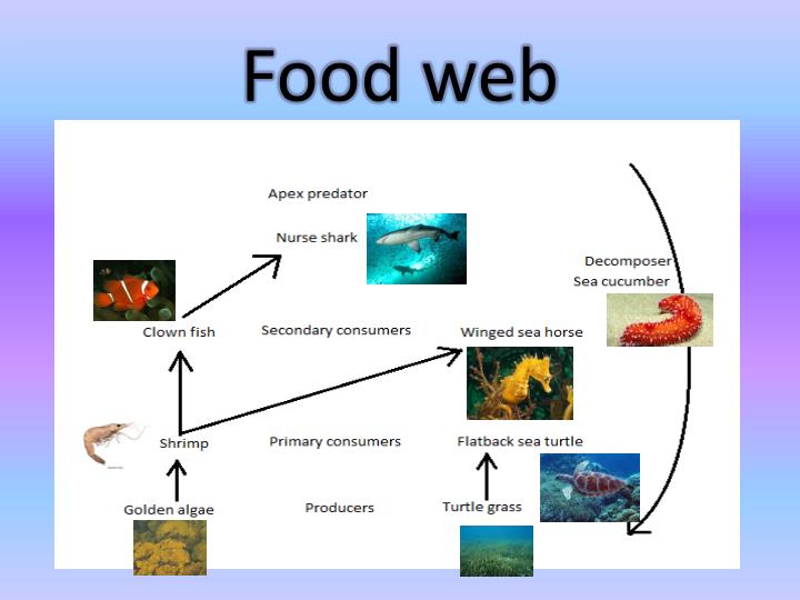 PPT - Southwest Pacific Marine Biome PowerPoint Presentation - ID:1857948