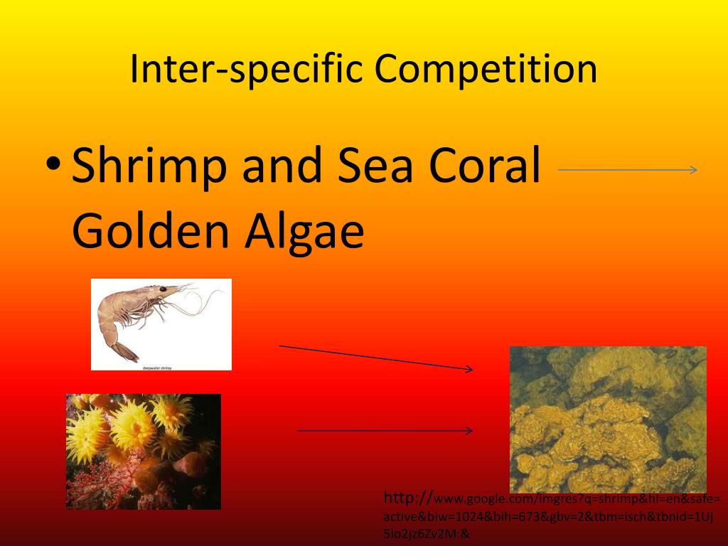 PPT - Southwest Pacific Marine Biome PowerPoint Presentation, free ...