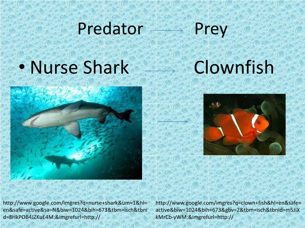 PPT - Southwest Pacific Marine Biome PowerPoint Presentation, free ...