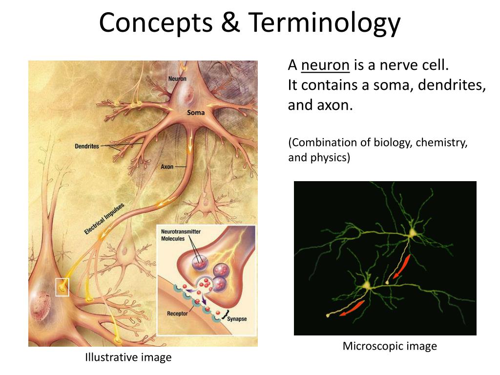 Ppt Introduction To Modeling And Computational Neuroscience Using Python Powerpoint