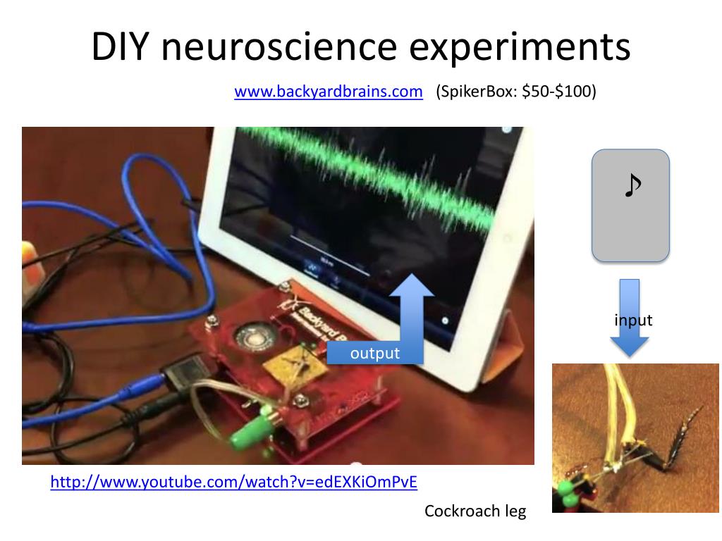 Ppt Introduction To Modeling And Computational Neuroscience Using Python Powerpoint
