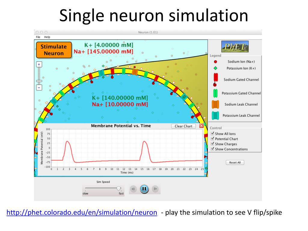 Ppt Introduction To Modeling And Computational Neuroscience Using Python Powerpoint