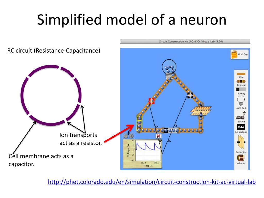 Ppt Introduction To Modeling And Computational Neuroscience Using Python Powerpoint