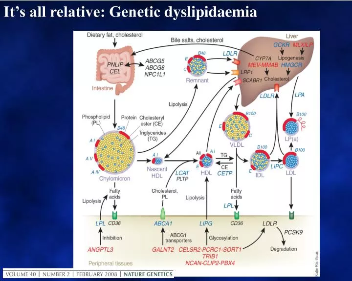 PPT - It’s all relative: Genetic dyslipidaemia PowerPoint Presentation ...