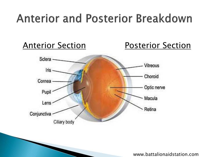 PPT - Basic Ocular Anatomy PowerPoint Presentation - ID:1859592