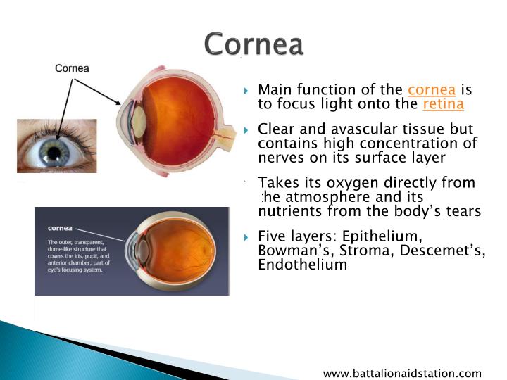 PPT - Basic Ocular Anatomy PowerPoint Presentation - ID:1859592