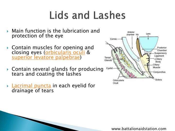 PPT - Basic Ocular Anatomy PowerPoint Presentation - ID:1859592