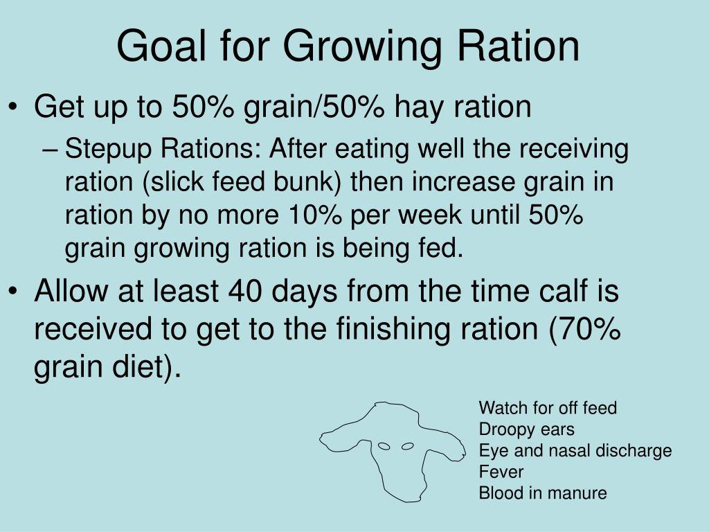 PPT - Nutrition for Show Steers PowerPoint Presentation, free download ...