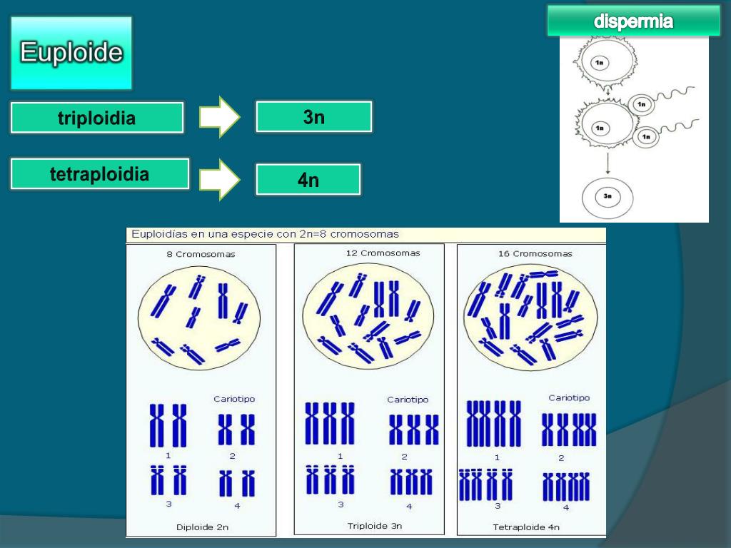 PPT - Enfermedades transmitidas por cromosomopatías PowerPoint ...
