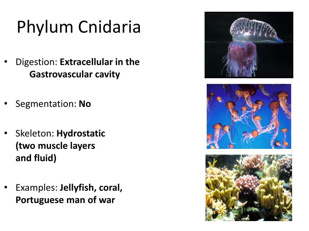 PPT - Animal Anatomy and Direction Guide PowerPoint Presentation, free ...