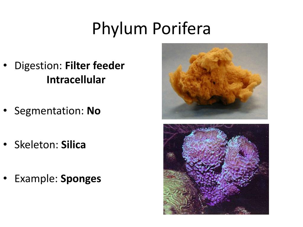 PPT - Animal Anatomy and Direction Guide PowerPoint Presentation, free ...