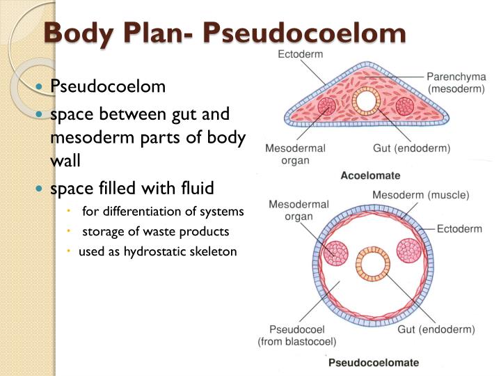 PPT - PHYLUM: ROTIFERA PowerPoint Presentation - ID:1862194