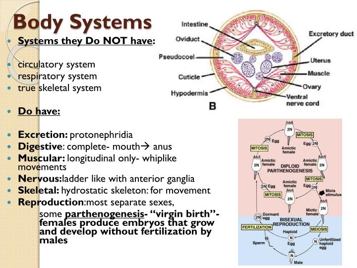 PPT - PHYLUM: ROTIFERA PowerPoint Presentation - ID:1862194