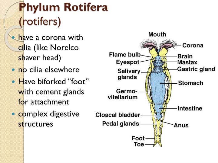 PPT - PHYLUM: ROTIFERA PowerPoint Presentation - ID:1862194