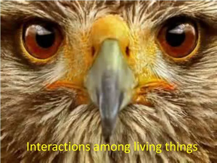 PPT - Interactions among living things PowerPoint Presentation, free ...
