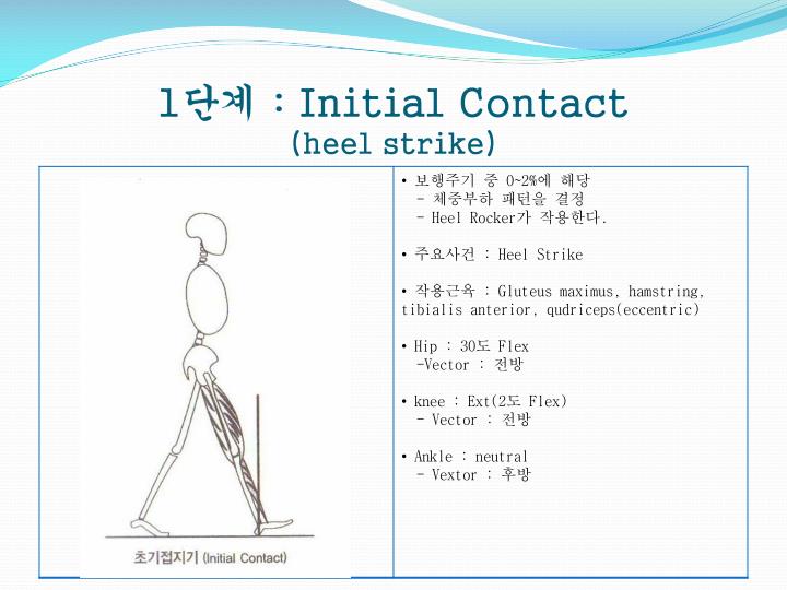 PPT - Analysis of normal gait PowerPoint Presentation - ID:1862308