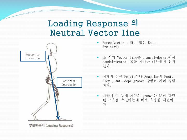 PPT - Analysis of normal gait PowerPoint Presentation - ID:1862308