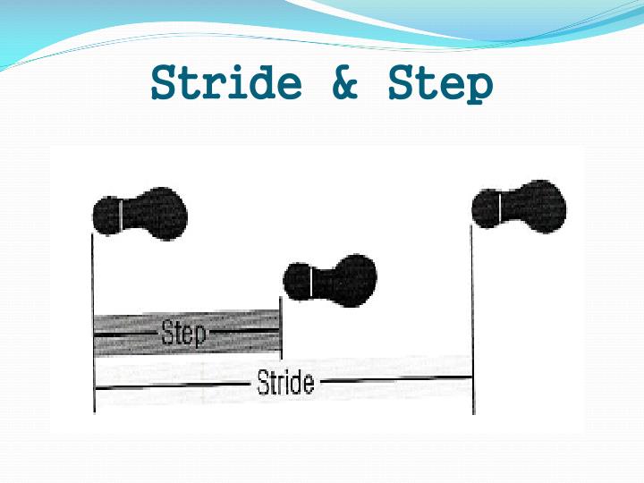PPT - Analysis of normal gait PowerPoint Presentation - ID:1862308