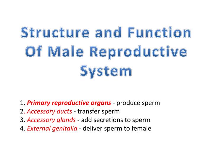 PPT - Structure and Function Of Male Reproductive System PowerPoint ...