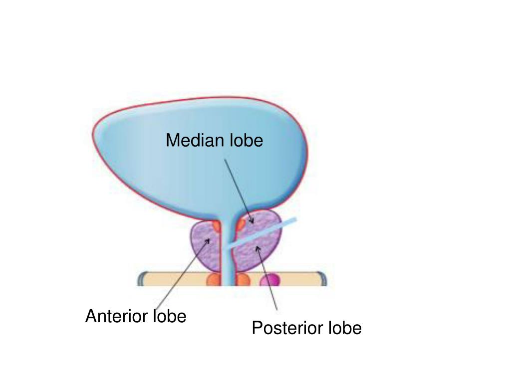 PPT - Male Reproductive Tract PowerPoint Presentation, free download ...