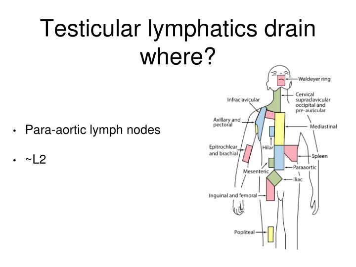 PPT - Male Reproductive Tract PowerPoint Presentation - ID:1862333