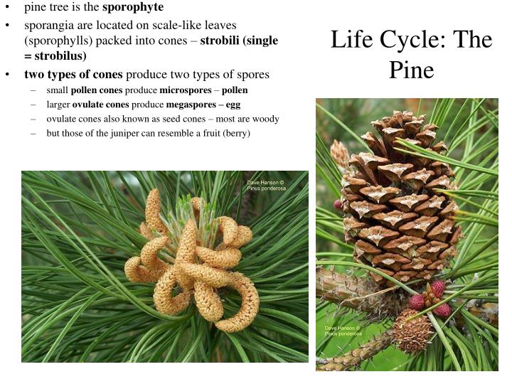 PPT - Plant Diversity II: Evolution by Seed Plants PowerPoint ...