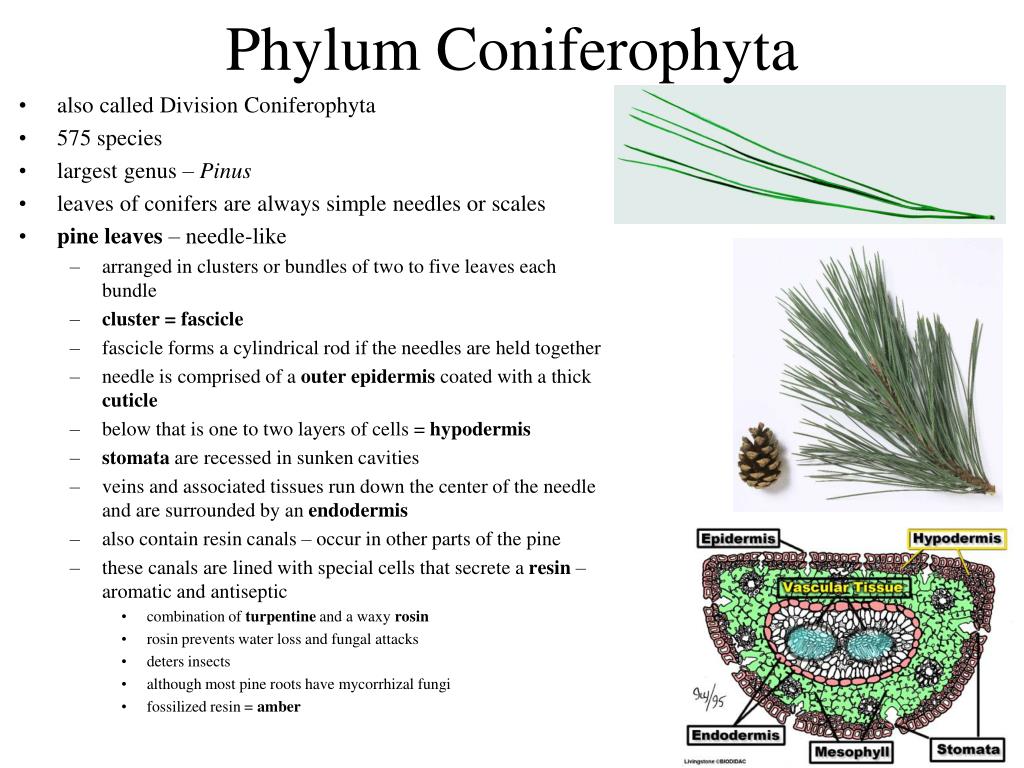 PPT - Plant Diversity II: Evolution by Seed Plants PowerPoint ...