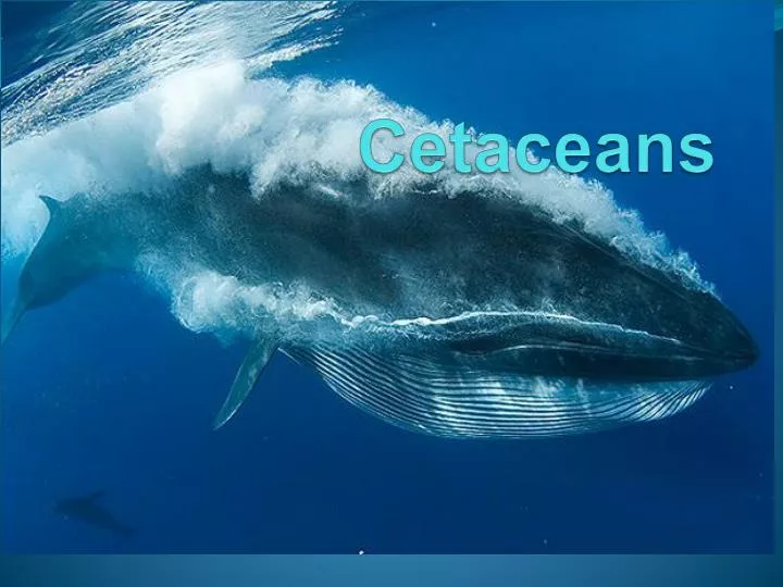 PPT - Cetaceans PowerPoint Presentation, free download - ID:1862751