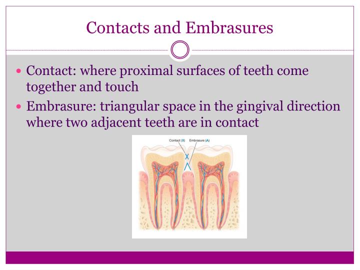 PPT - Tooth Histology and Morphology PowerPoint Presentation - ID:1862938