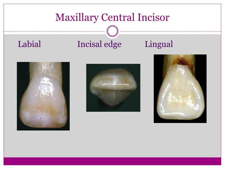 PPT - Tooth Histology and Morphology PowerPoint Presentation - ID:1862938