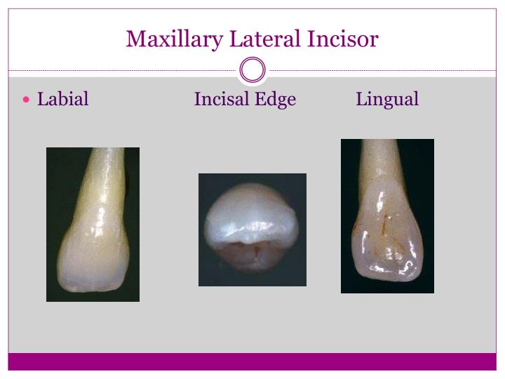 PPT - Tooth Histology and Morphology PowerPoint Presentation - ID:1862938