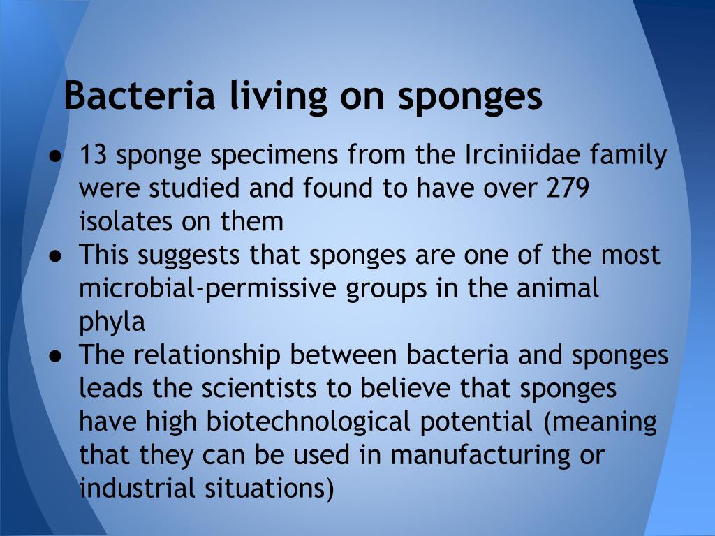 PPT - What recent advances in the study of the biology of sponges have ...