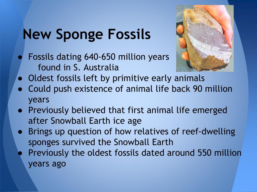 PPT - What recent advances in the study of the biology of sponges have ...
