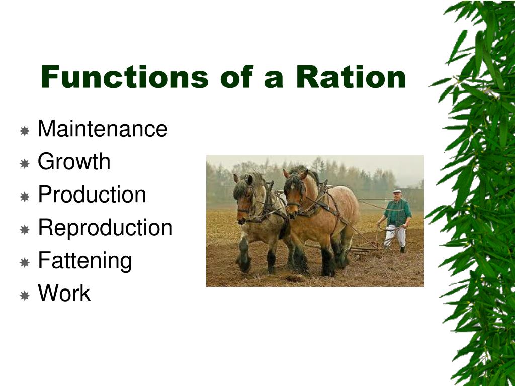 PPT - Animal Digestion and Nutrition PowerPoint Presentation, free ...