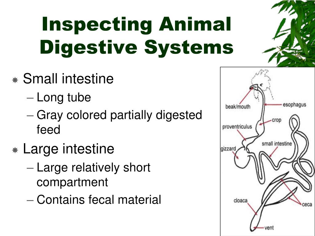 PPT - Animal Digestion and Nutrition PowerPoint Presentation, free ...