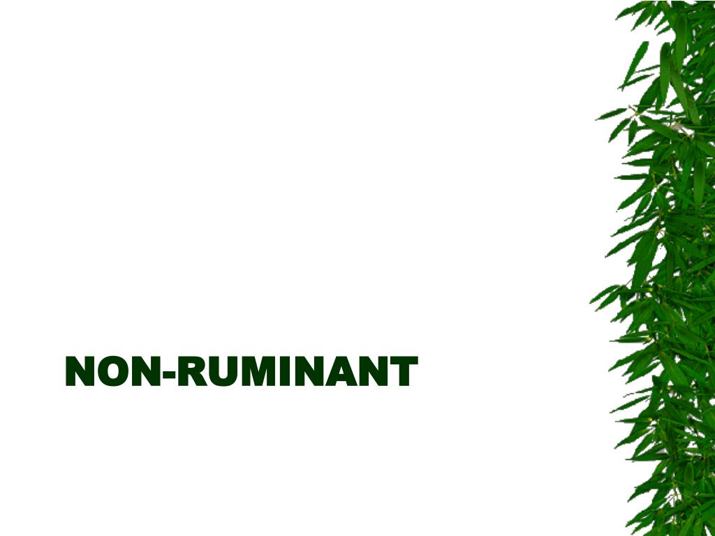 PPT - Animal Digestion and Nutrition PowerPoint Presentation, free ...