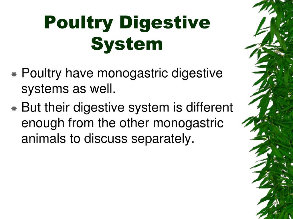 PPT - Animal Digestion and Nutrition PowerPoint Presentation, free ...