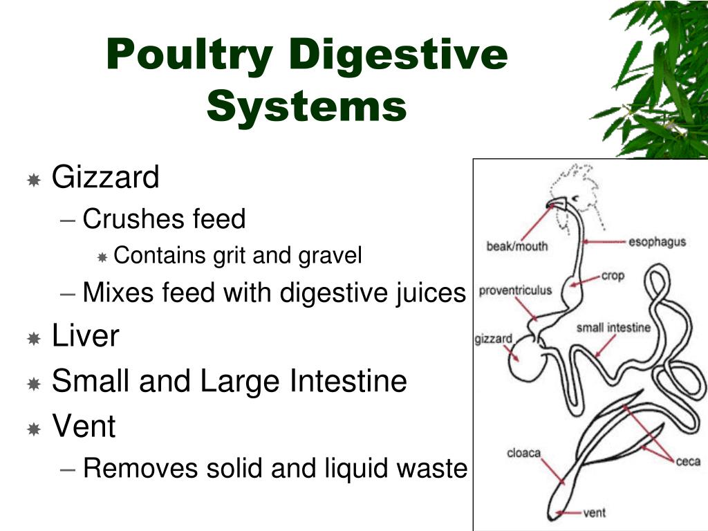 PPT - Animal Digestion and Nutrition PowerPoint Presentation, free ...