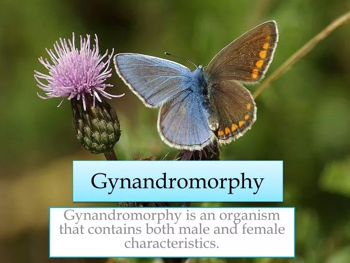 PPT - Gynandromorphy PowerPoint Presentation, free download - ID:1863250