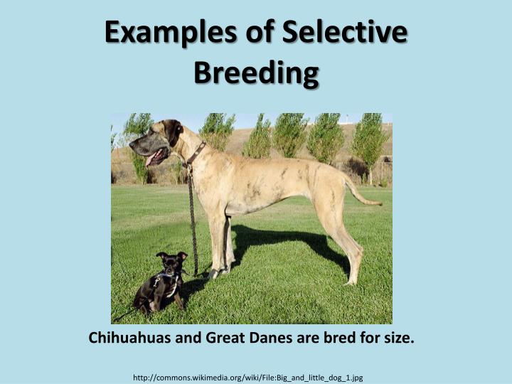 PPT - Selective Breeding PowerPoint Presentation - ID:1863291